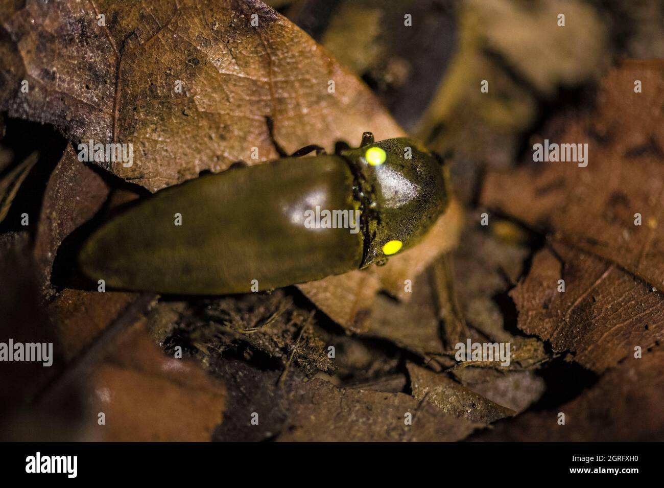 Pyrophorus luminosus hi-res stock photography and images - Alamy
