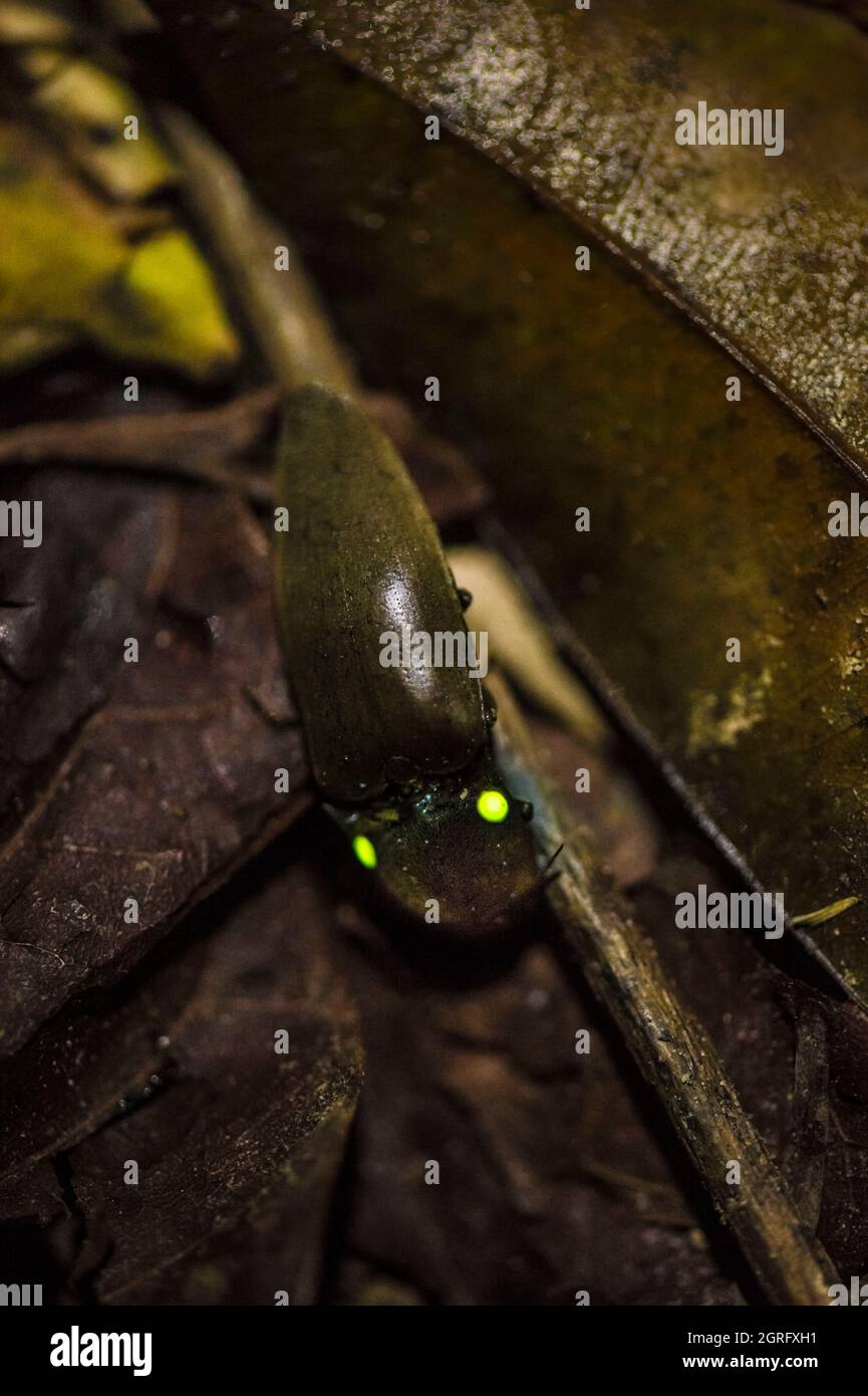 Pyrophorus luminosus hi-res stock photography and images - Alamy