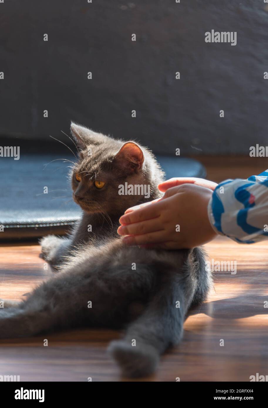Human Cats High Resolution Stock Photography and Images - Alamy