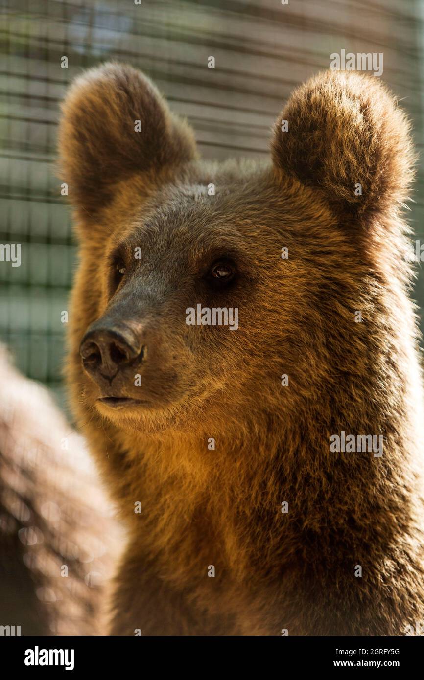 Romania, Transylvania, Zarnesti, sanctuary of the freedom bear, cubs ...