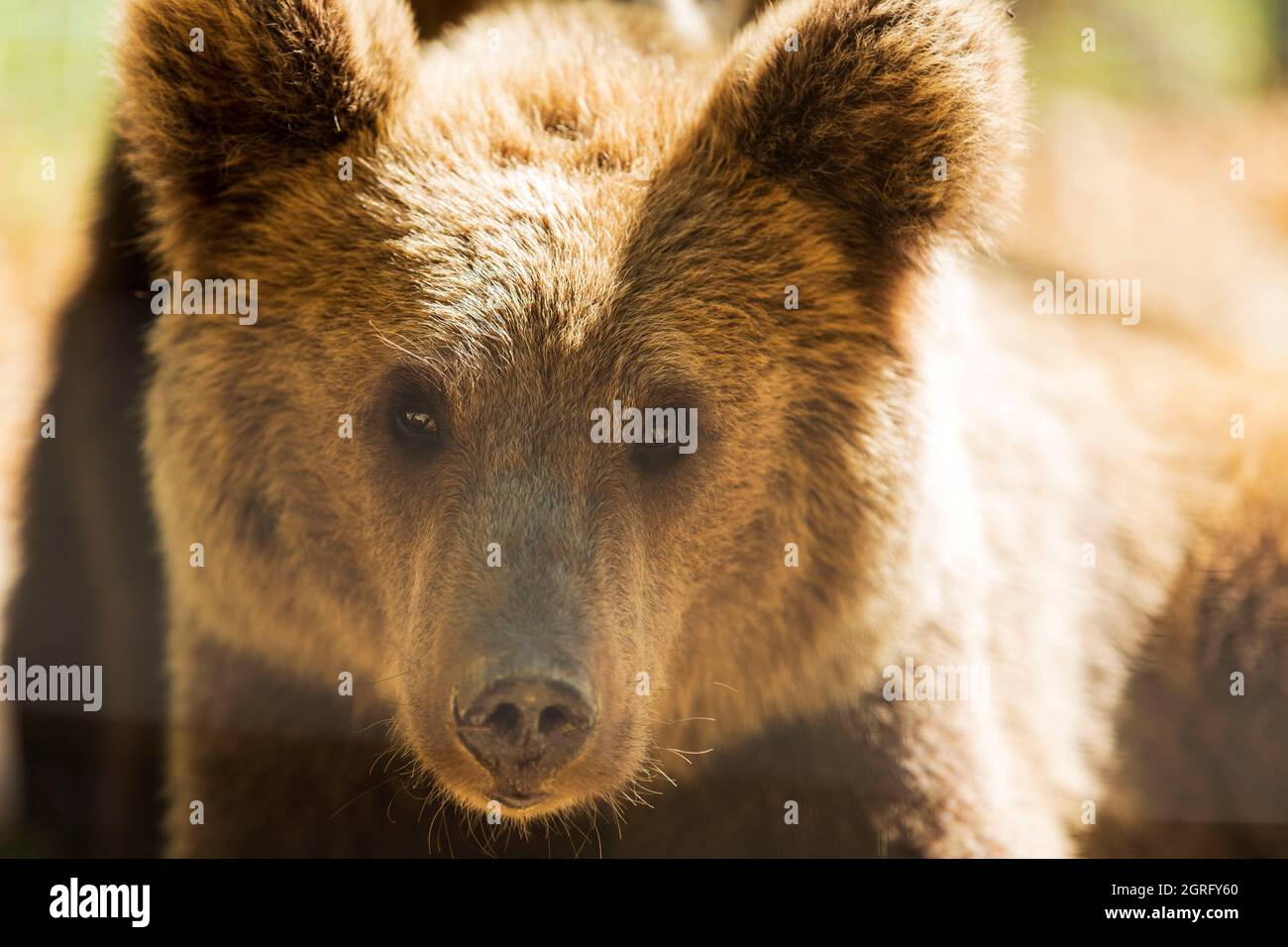 Romania, Transylvania, Zarnesti, sanctuary of the freedom bear, cubs ...