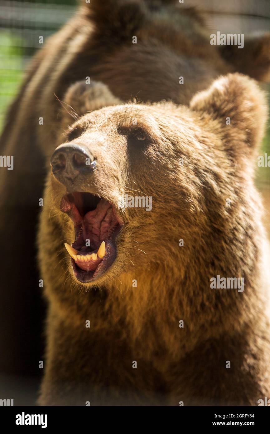 Romania, Transylvania, Zarnesti, sanctuary of the freedom bear, cubs ...