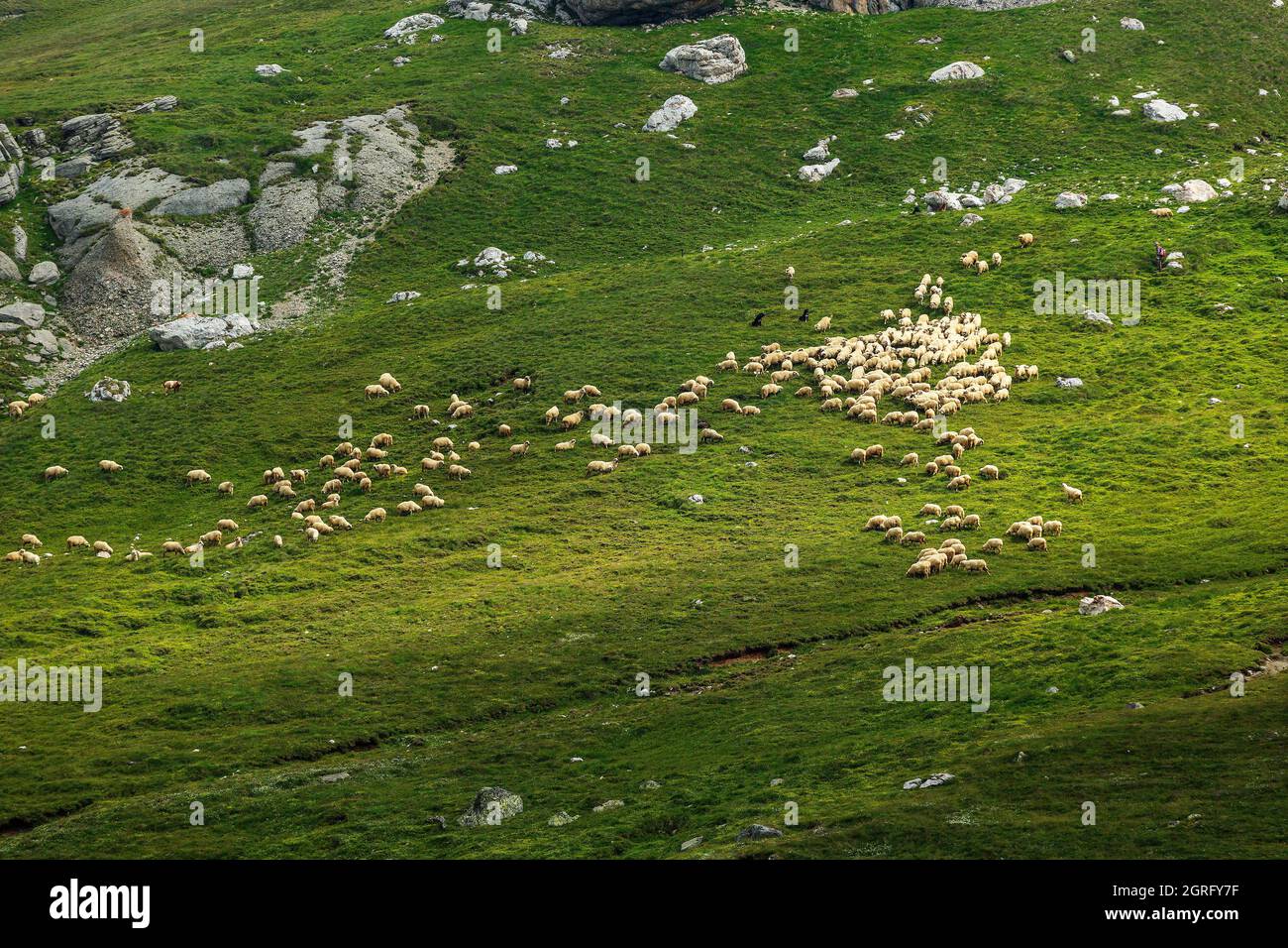 Romania, Transylvania, Busteni, mount Bucegi, natural park, sheep Stock ...