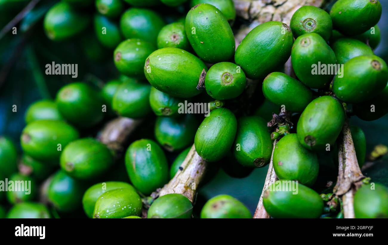 Gayo people hi-res stock photography and images - Alamy