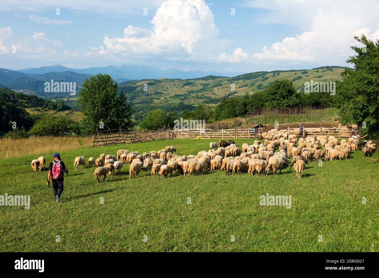 Romania, Maramures region, Glod, shepherd and his flock of sheep and ...