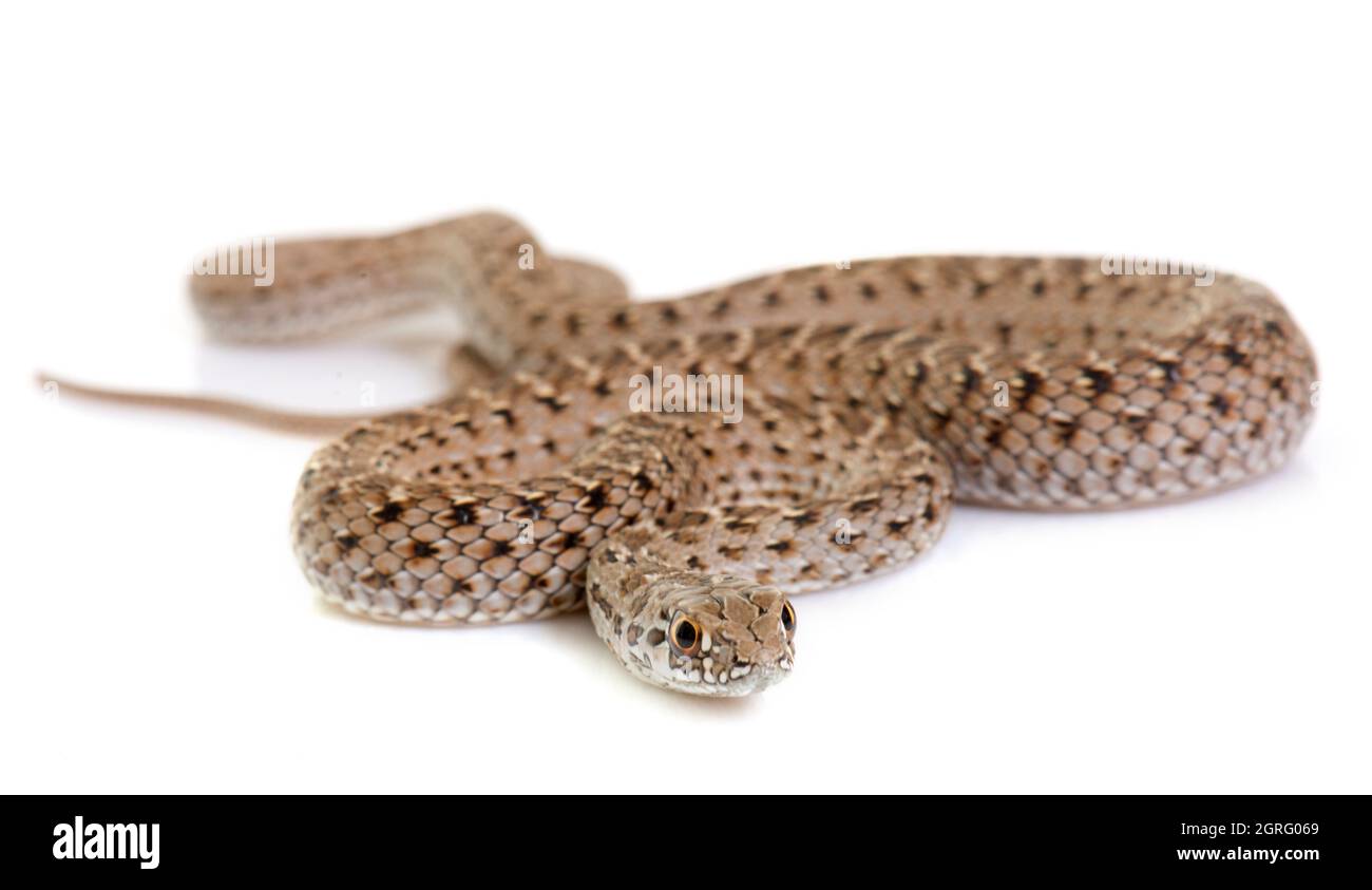 Snake on white hi-res stock photography and images - Alamy