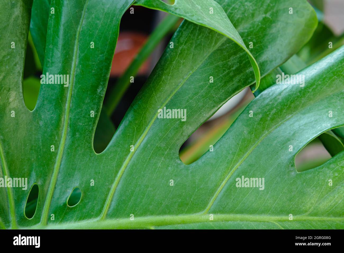 Huge monstera hi-res stock photography and images - Alamy