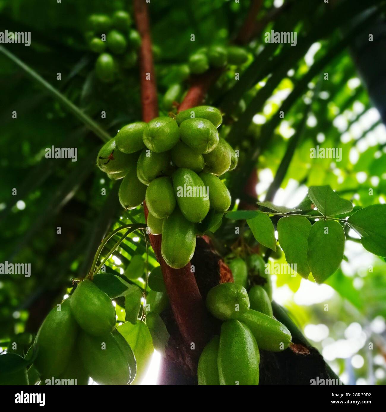 Bilimbi plant hi-res stock photography and images - Alamy