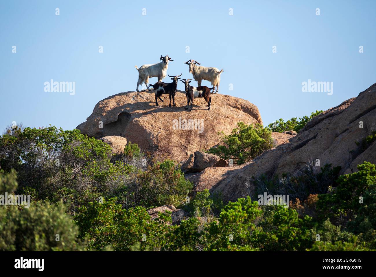 France, Corse du Sud, Domaine de Murtoli, wild goats Stock Photo - Alamy