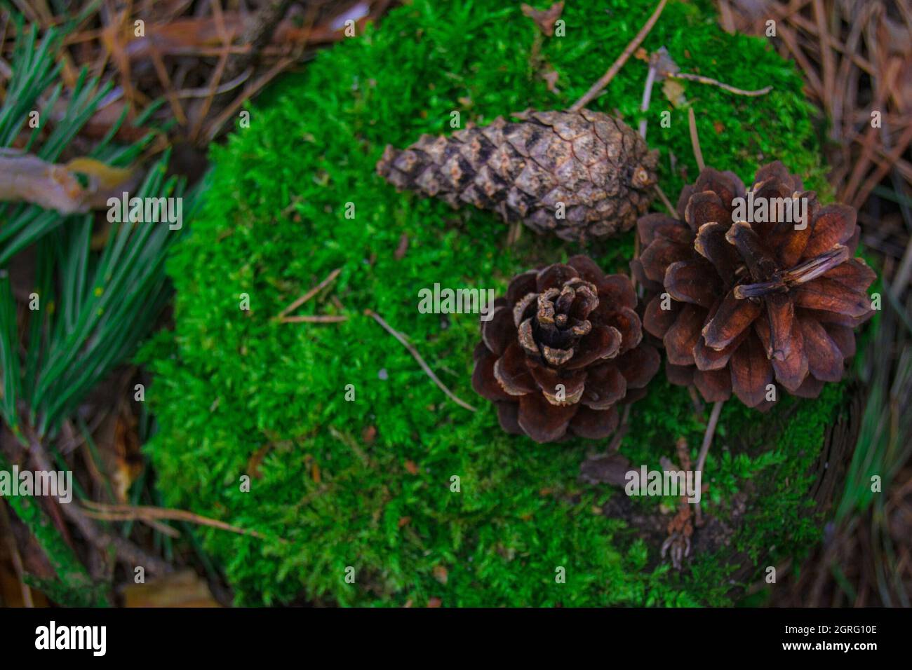 Bumps On The Leaf High Resolution Stock Photography and Images - Alamy