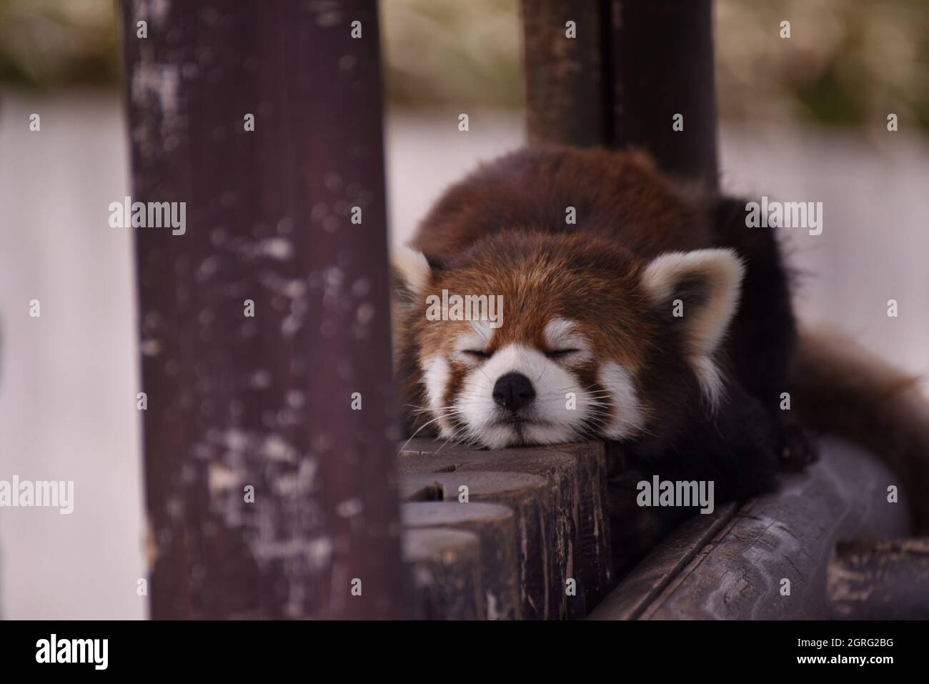 Sleepy red panda hi-res stock photography and images - Alamy
