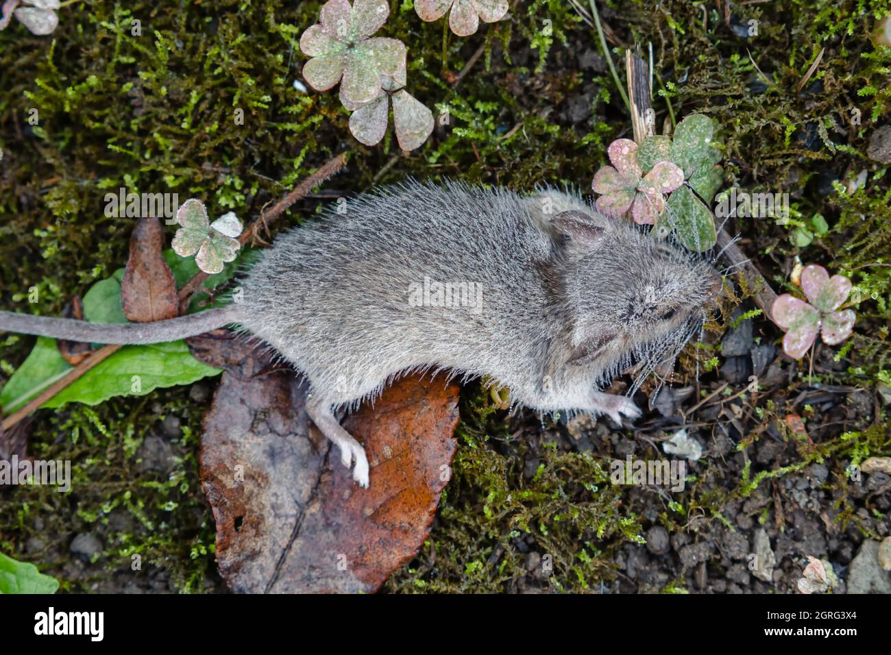 A gray mouse among the moss and leaves. The rodent's fur is covered ...