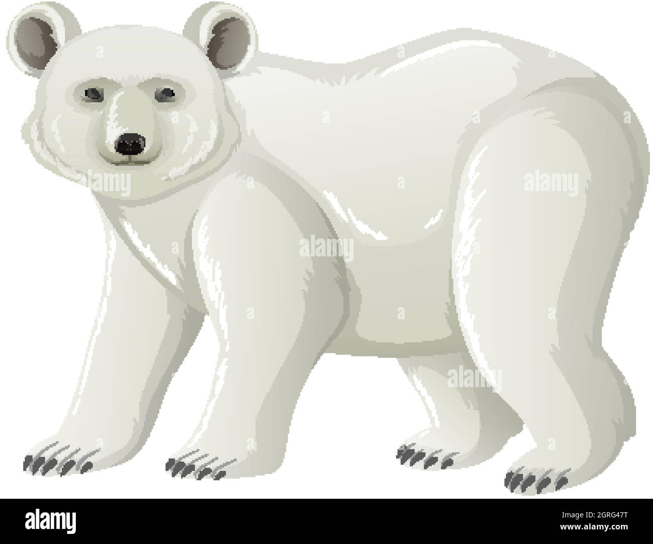 Polar bear on four legs on white background Stock Vector Image & Art ...