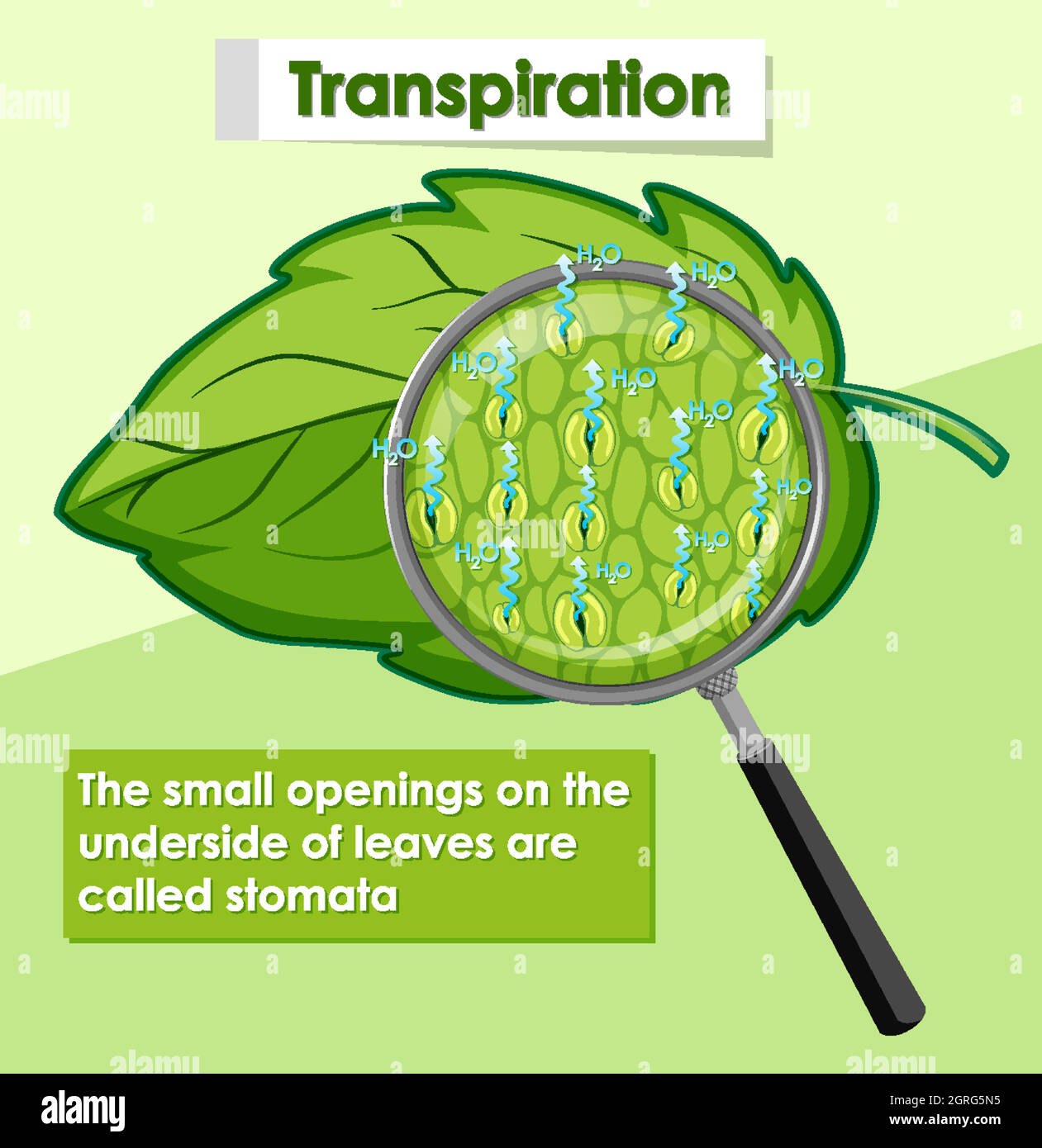 Diagram showing transpiration in plant Stock Vector Image & Art - Alamy