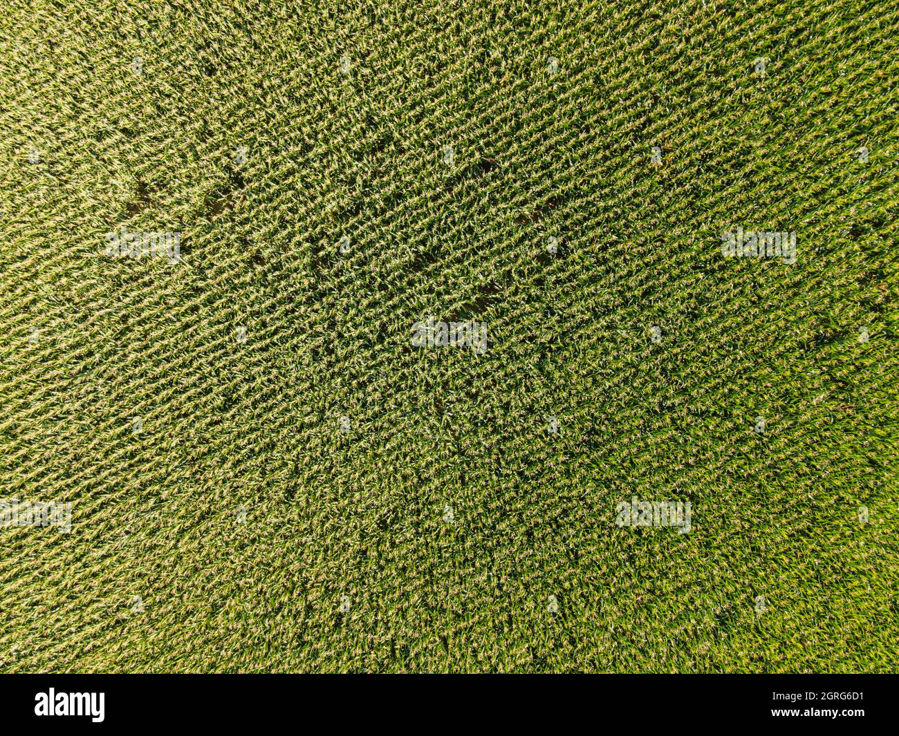 Aerial view countryside corn field hi-res stock photography and images ...