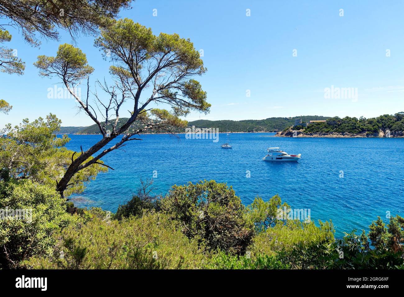 France, Var, Hyeres Islands, National Park of Port Cros island of Port ...