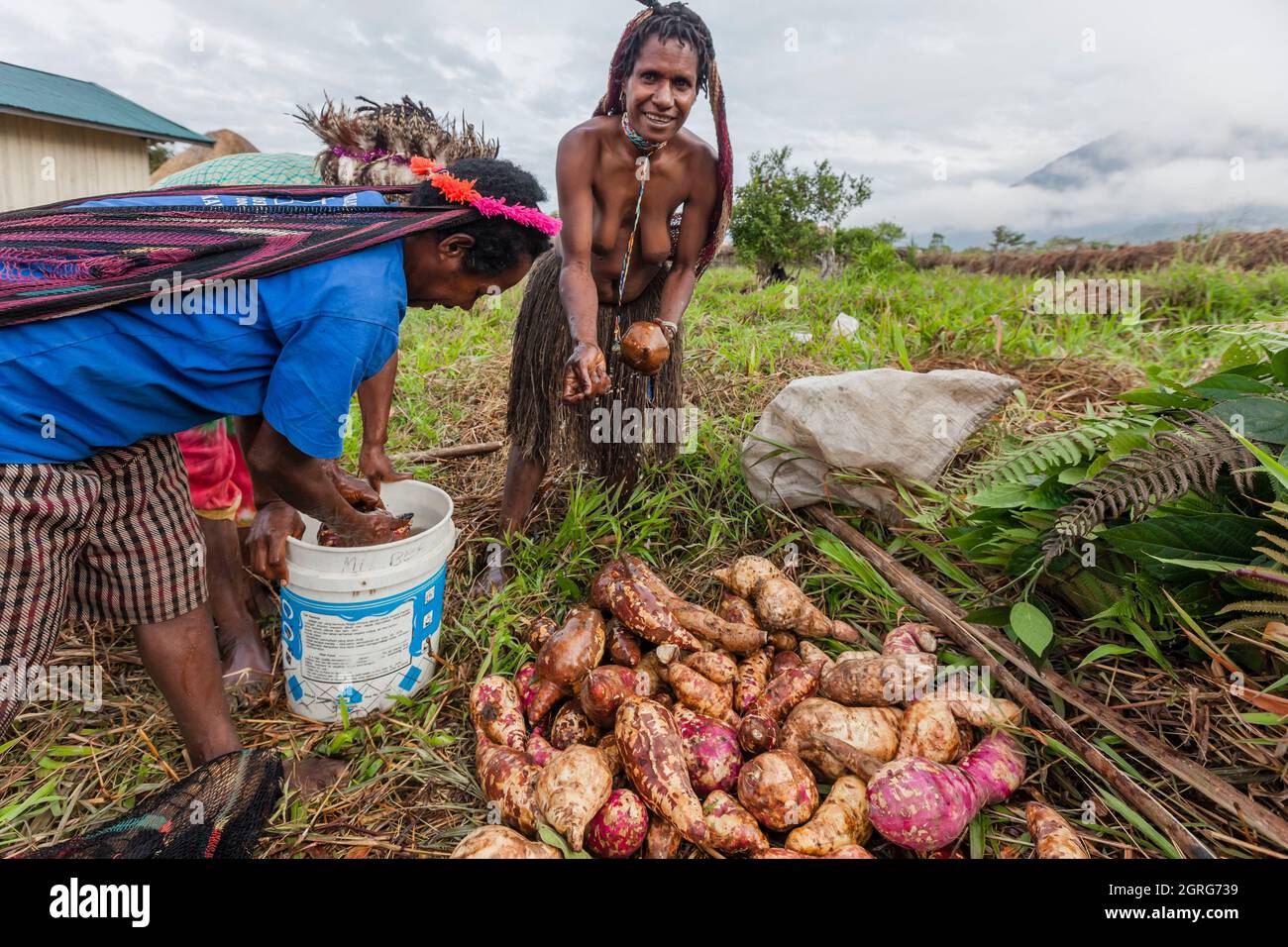 Indonesia, Papua, city of Wamena, members of the Dani tribe perform ...