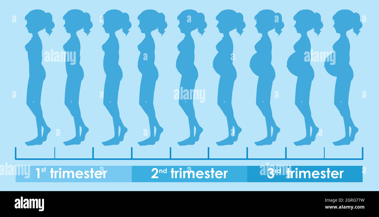 A Vector of Pregnancy Progress Stock Vector Image & Art - Alamy