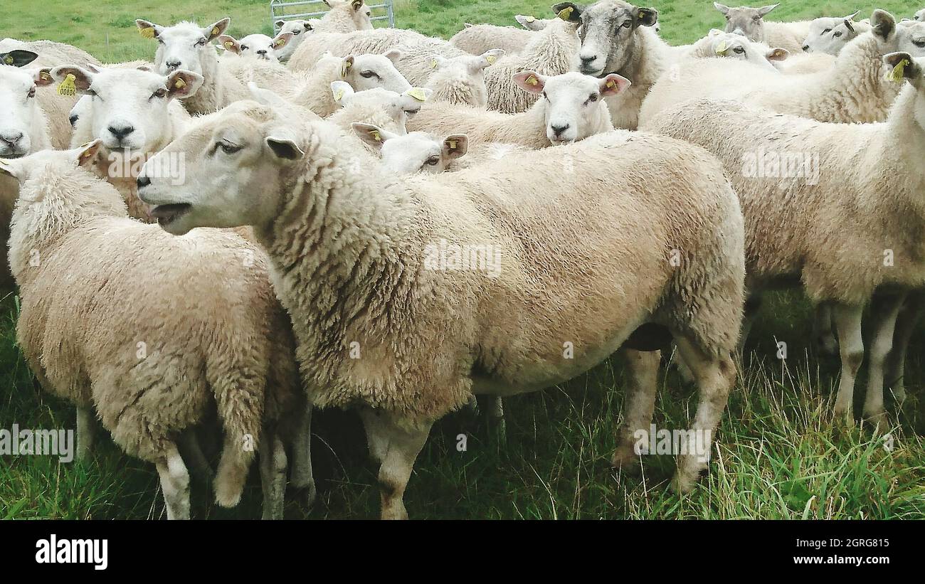 Sheep golf hi-res stock photography and images - Alamy