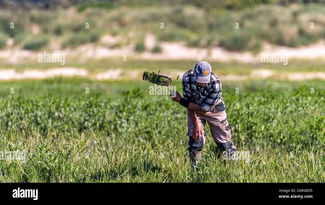 France, Somme (80), Somme Bay, Le Crotoy, Somme Bay flora, Fisherman ...
