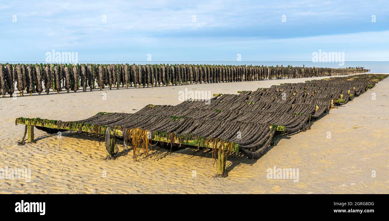 France, Somme (80), Baie de Somme, Quend-Plage, Mussel farmers harvest ...