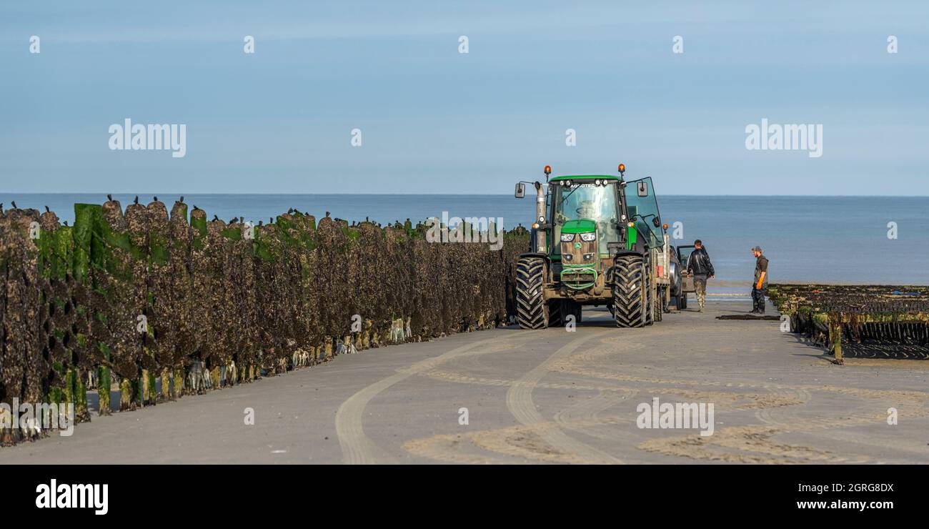 France, Somme (80), Baie de Somme, Quend-Plage, Mussel farmers harvest ...