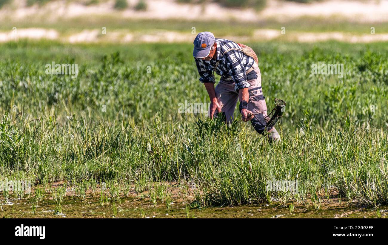 France, Somme (80), Somme Bay, Le Crotoy, Somme Bay flora, Fisherman ...