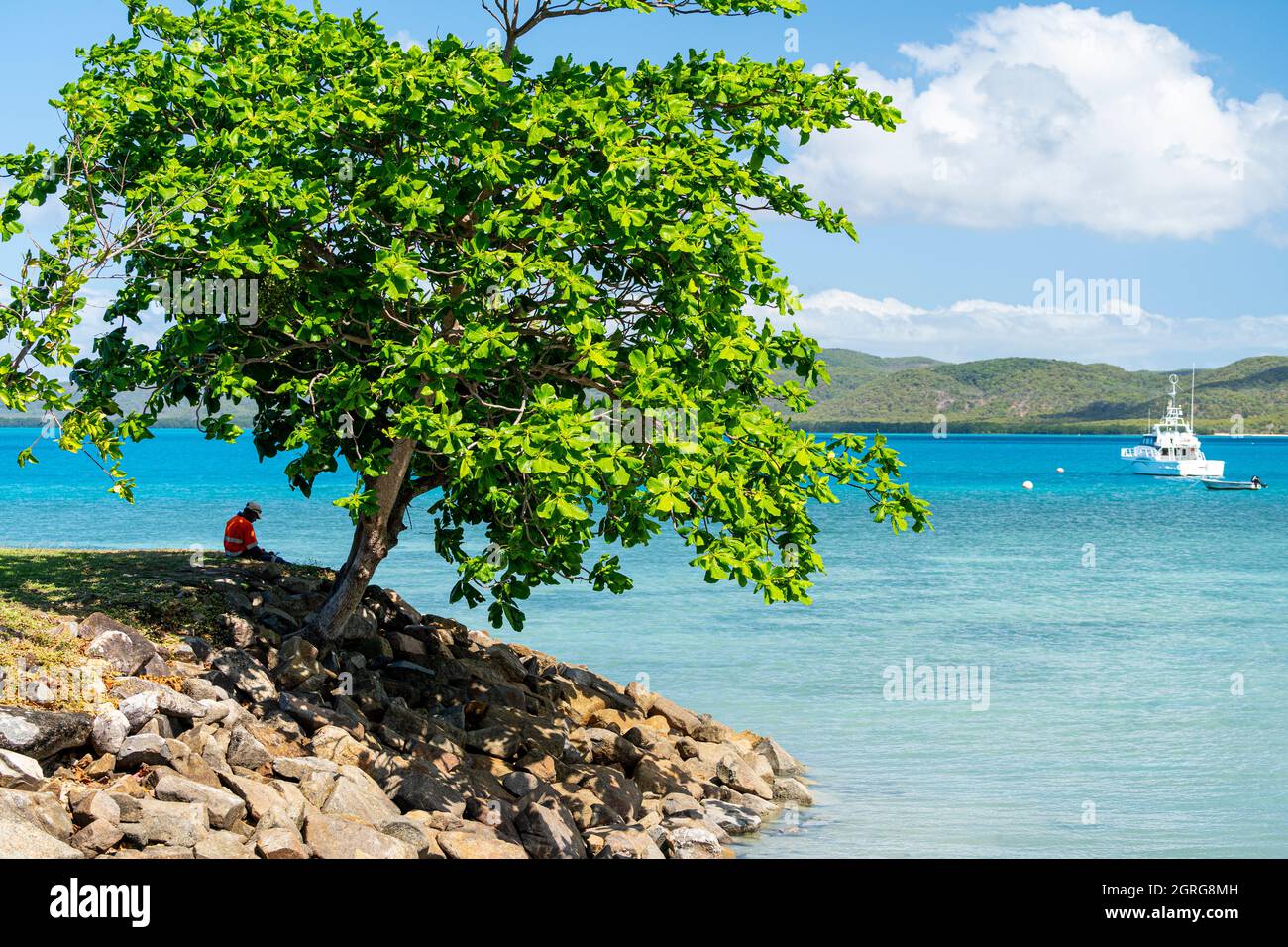 Man sitting under shady tree on Victoria Parade foreshore. Thursday ...