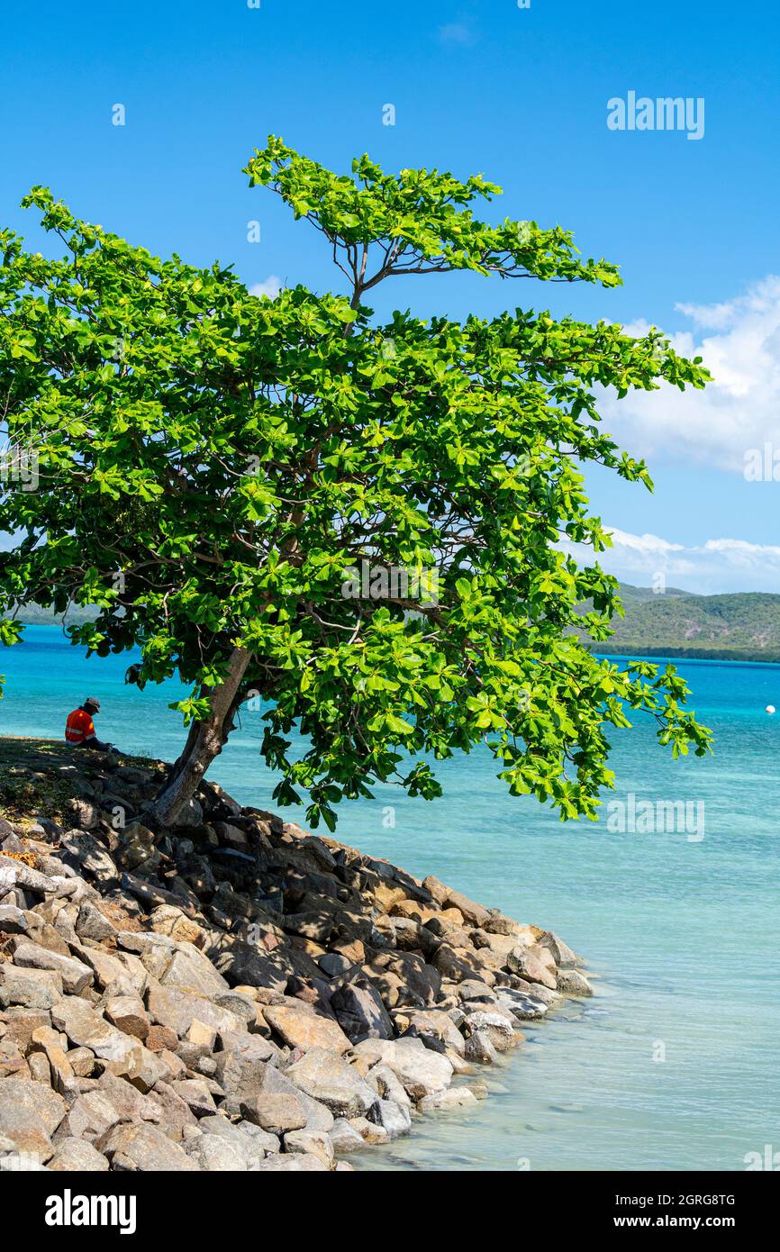 Man sitting under shady tree on Victoria Parade foreshore. Thursday ...