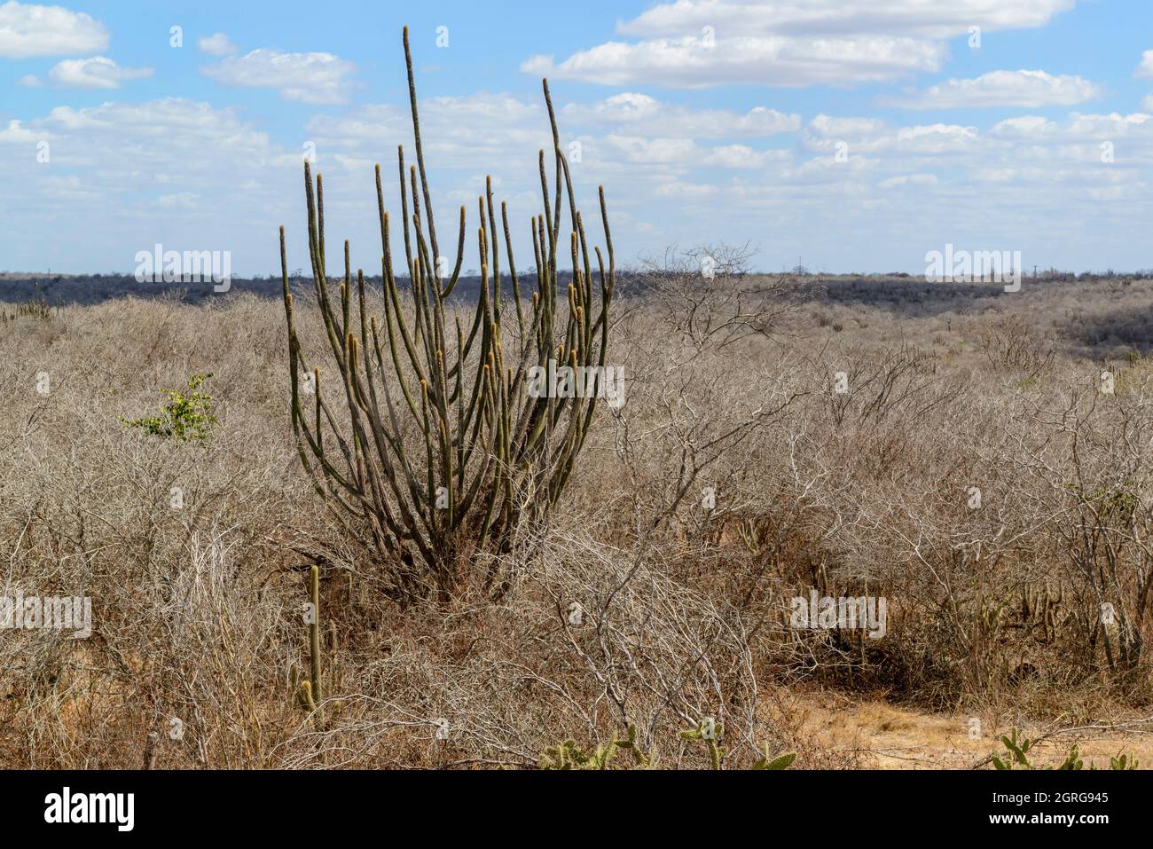 Monteiro brazil hi-res stock photography and images - Alamy