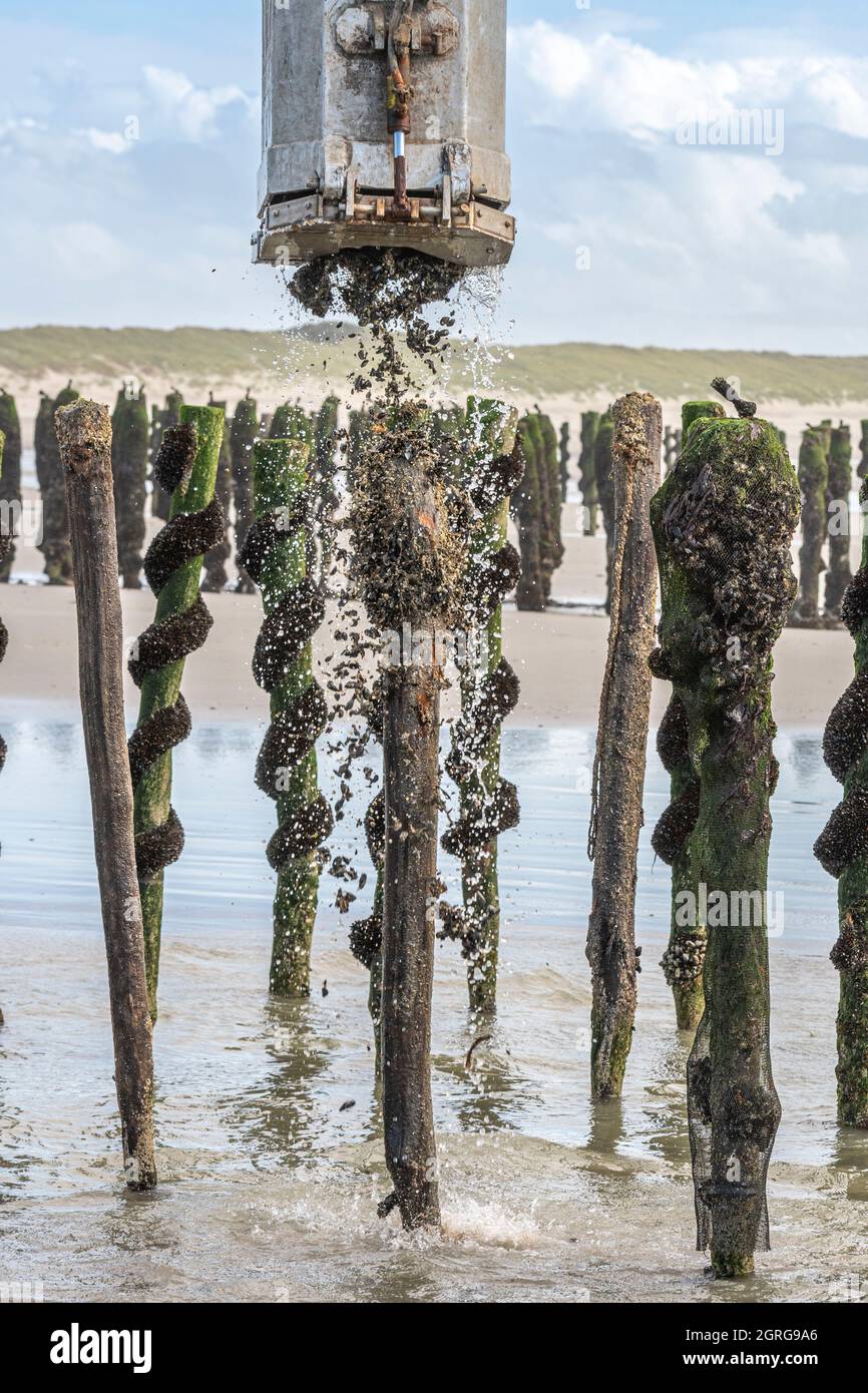 France, Somme (80), Baie de Somme, Quend-Plage, Mussel farmers harvest ...