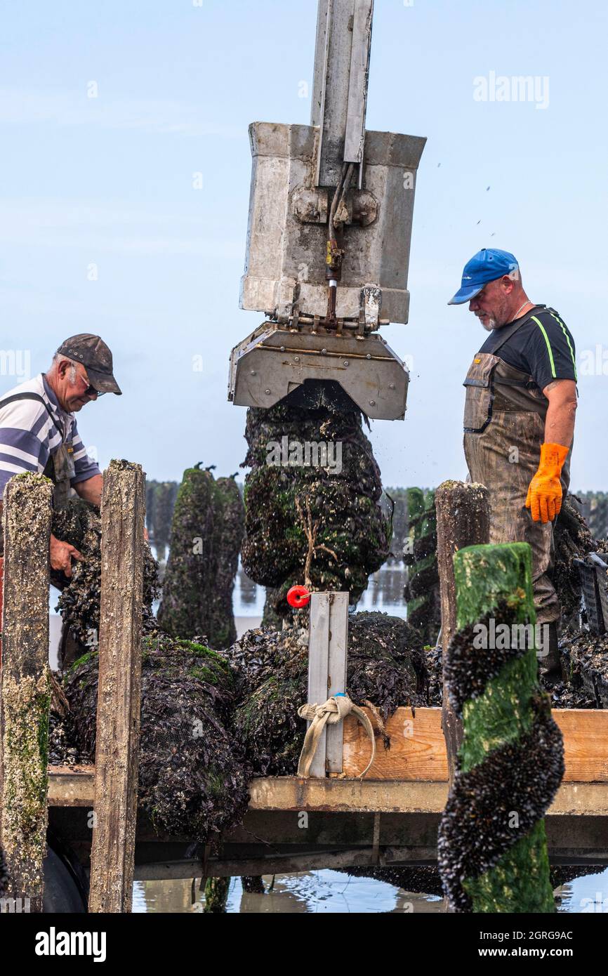 France, Somme (80), Baie de Somme, Quend-Plage, Mussel farmers harvest ...