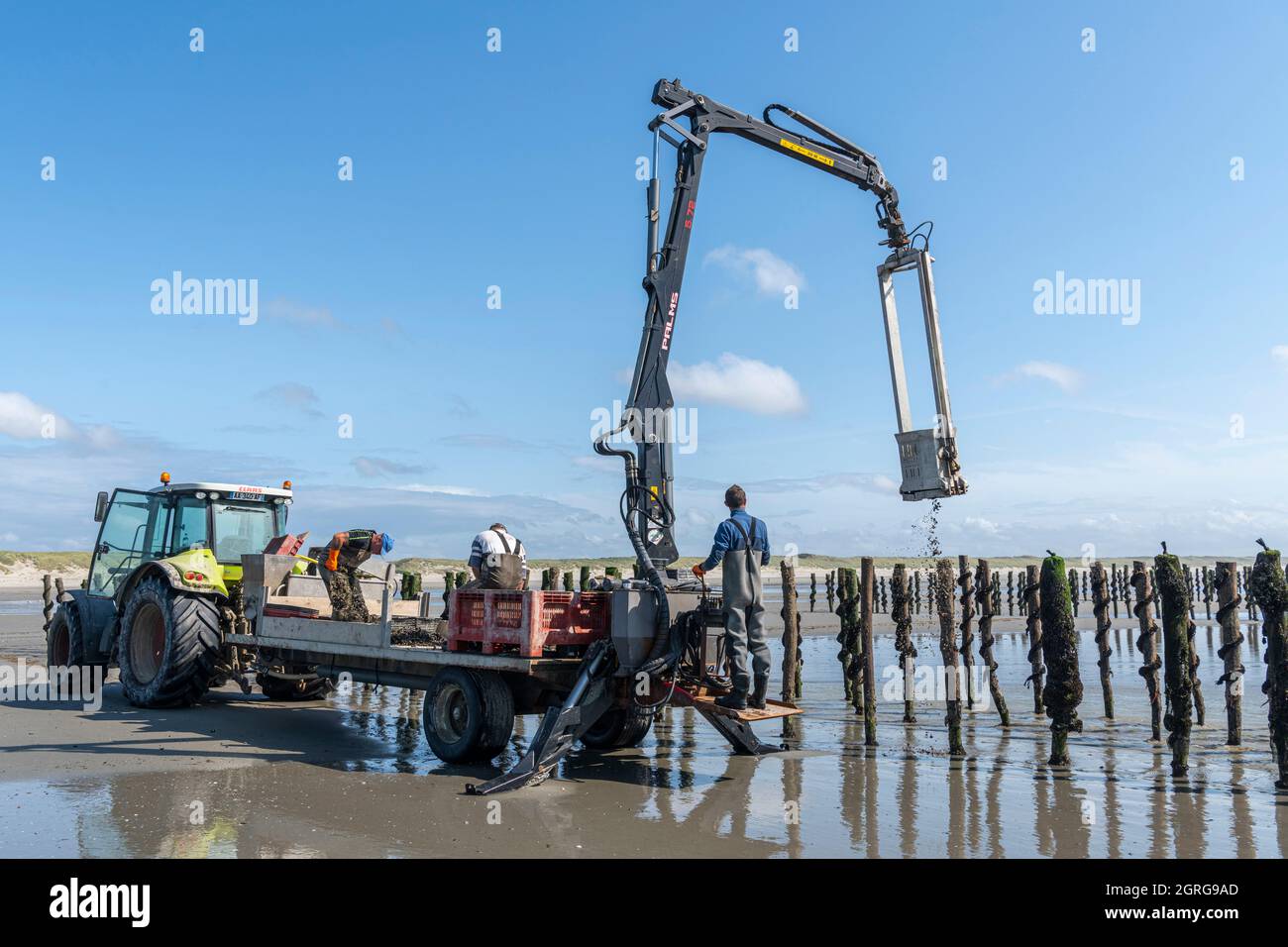 France, Somme (80), Baie de Somme, Quend-Plage, Mussel farmers harvest ...