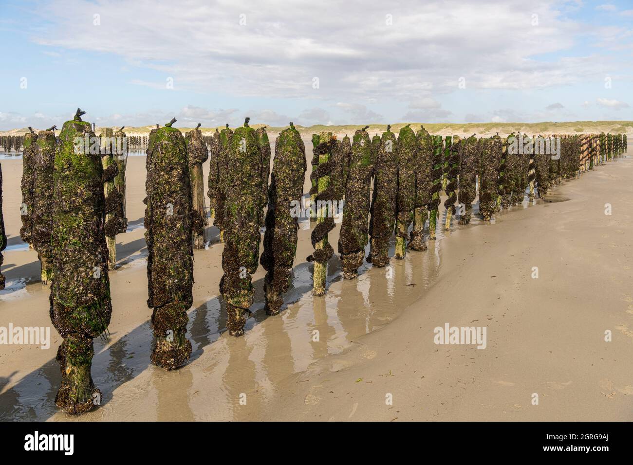 France, Somme (80), Baie de Somme, Quend-Plage, Bouchot mussels on the ...