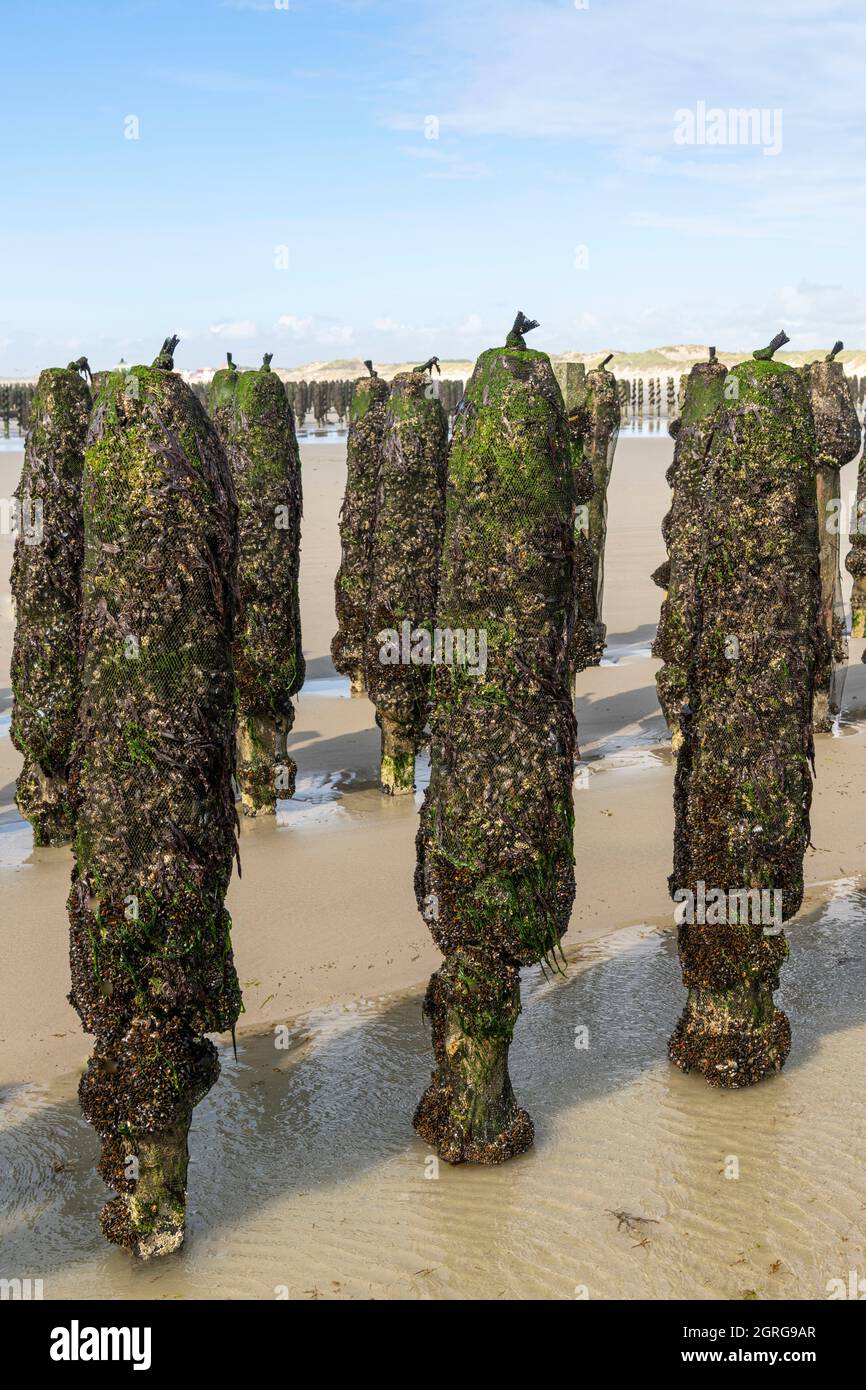 France, Somme (80), Baie de Somme, Quend-Plage, Bouchot mussels on the ...
