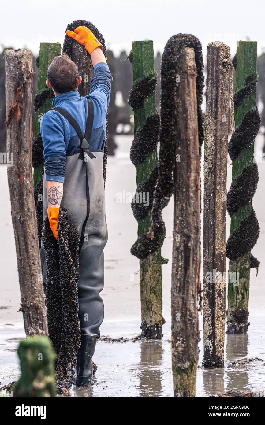 France, Somme (80), Baie de Somme, Quend-Plage, Mussel farmers harvest ...