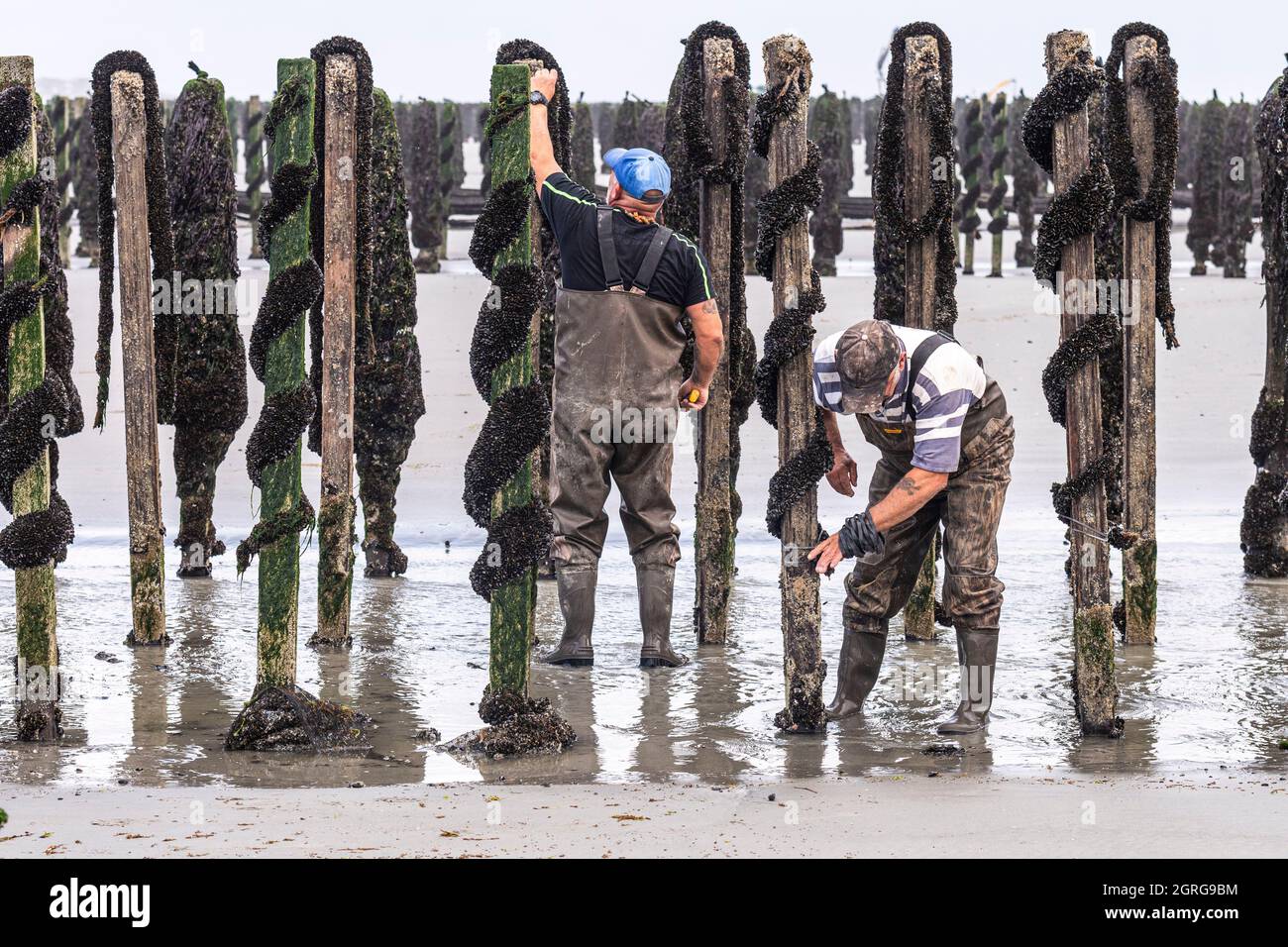 France, Somme (80), Baie de Somme, Quend-Plage, Mussel farmers harvest ...