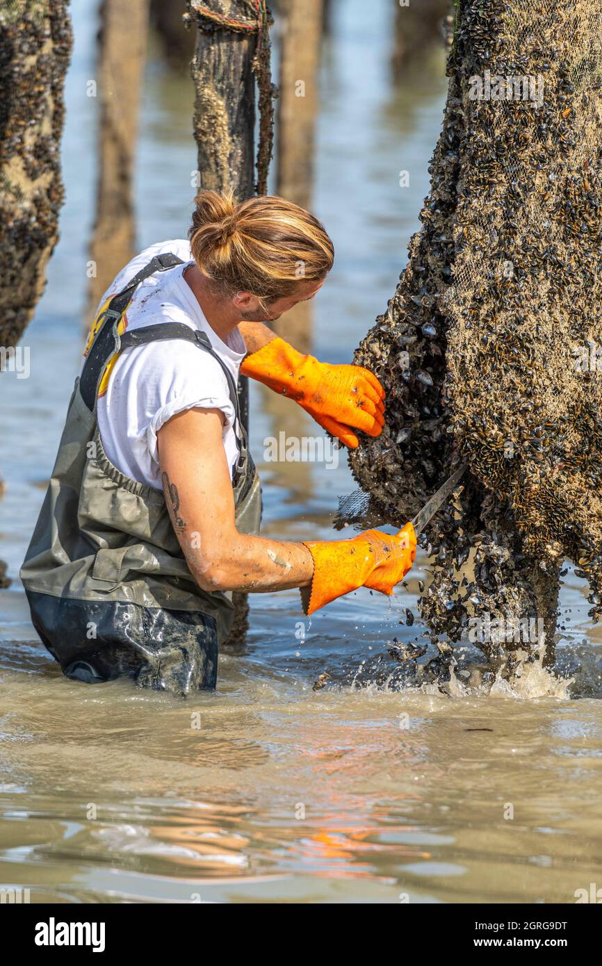 France, Somme (80), Baie de Somme, Quend-Plage, Mussel farmers harvest ...