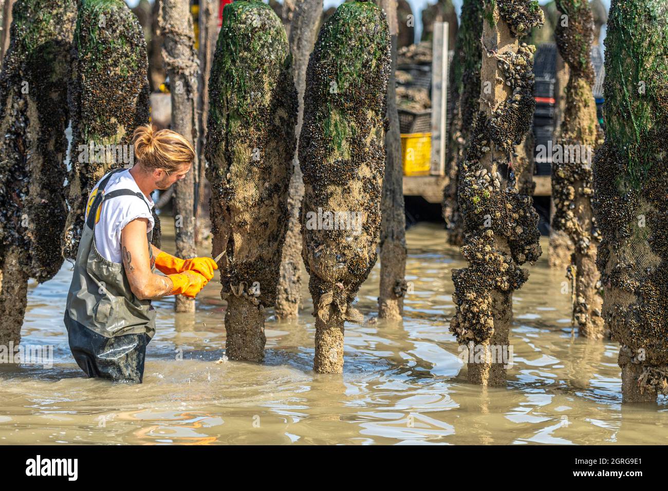 France, Somme (80), Baie de Somme, Quend-Plage, Mussel farmers harvest ...