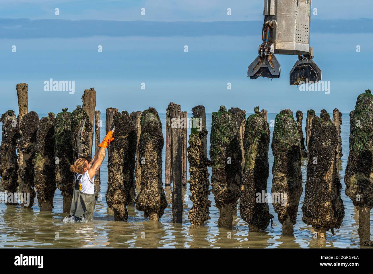 France, Somme (80), Baie de Somme, Quend-Plage, Mussel farmers harvest ...