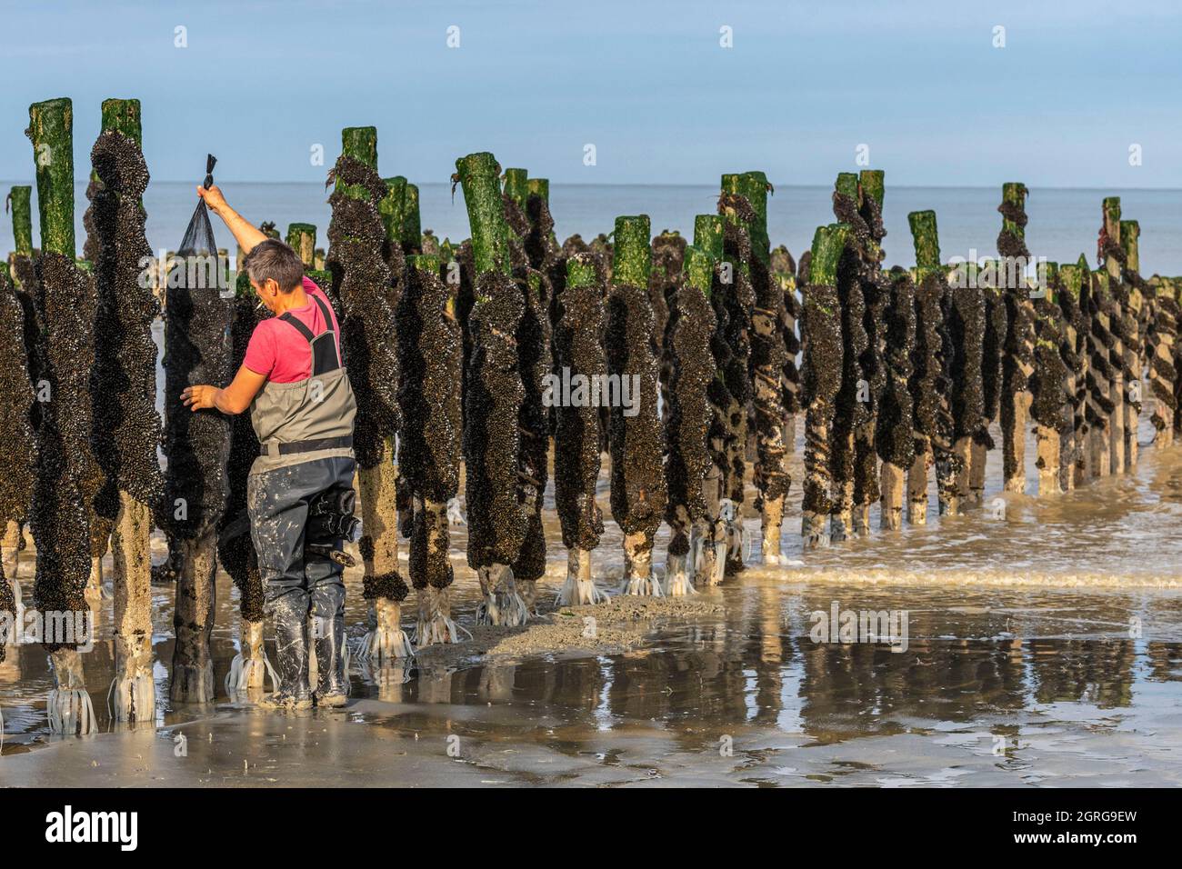 France, Somme (80), Baie de Somme, Quend-Plage, Mussel farmers harvest ...