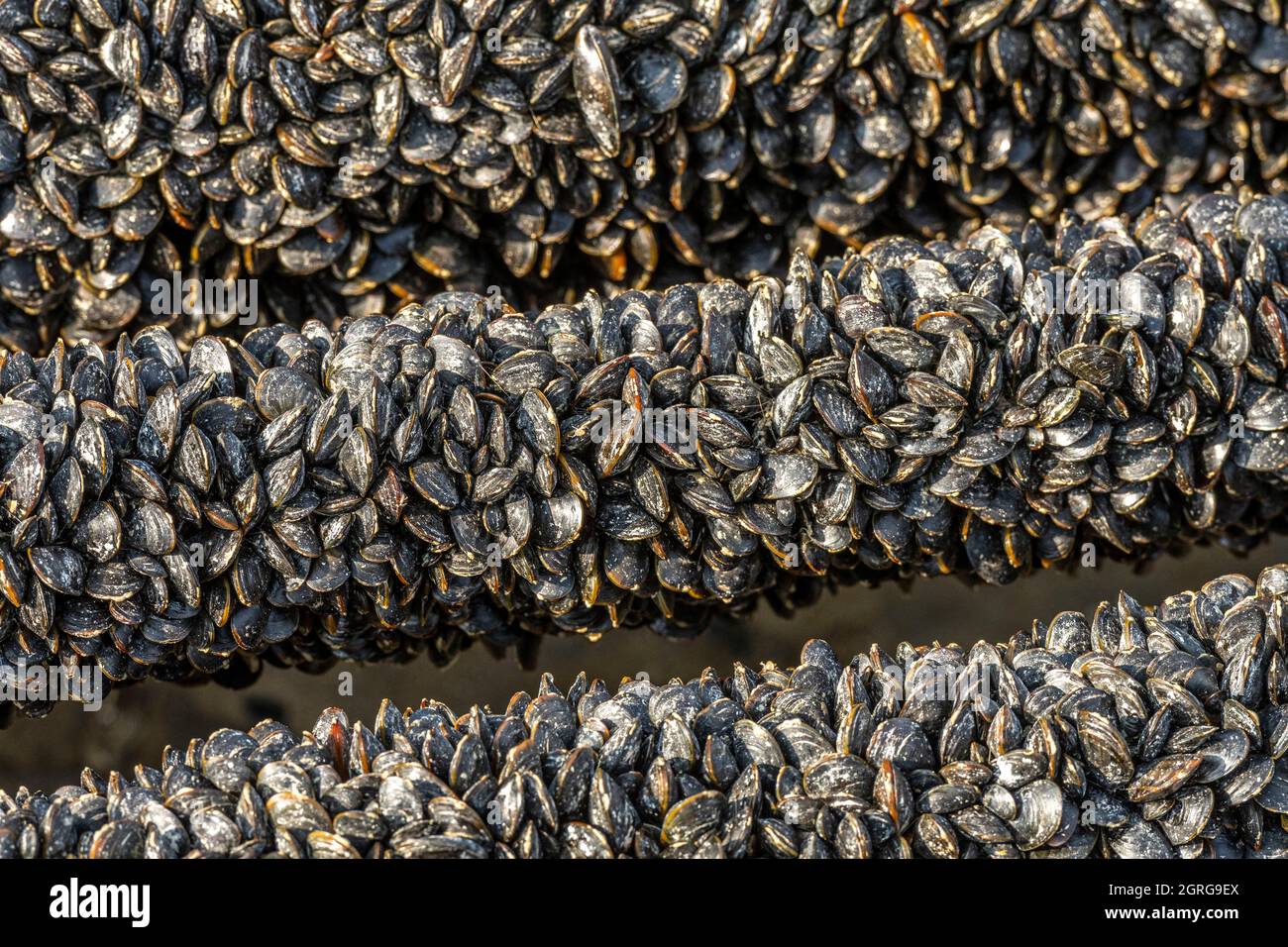 France, Somme (80), Baie de Somme, Quend-Plage, Mussel farmers harvest ...