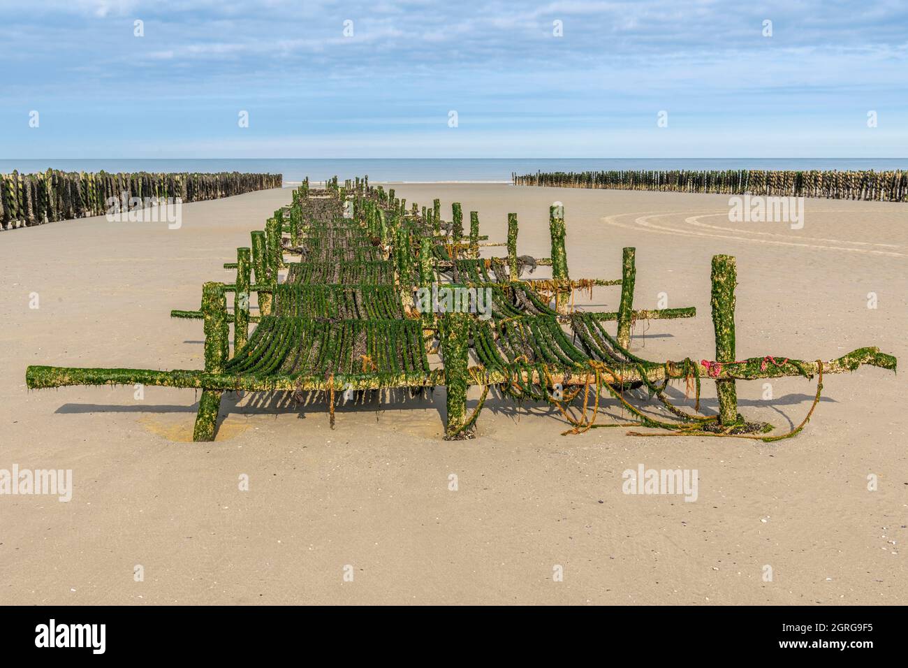 France, Somme (80), Baie de Somme, Quend-Plage, Mussel farmers harvest ...