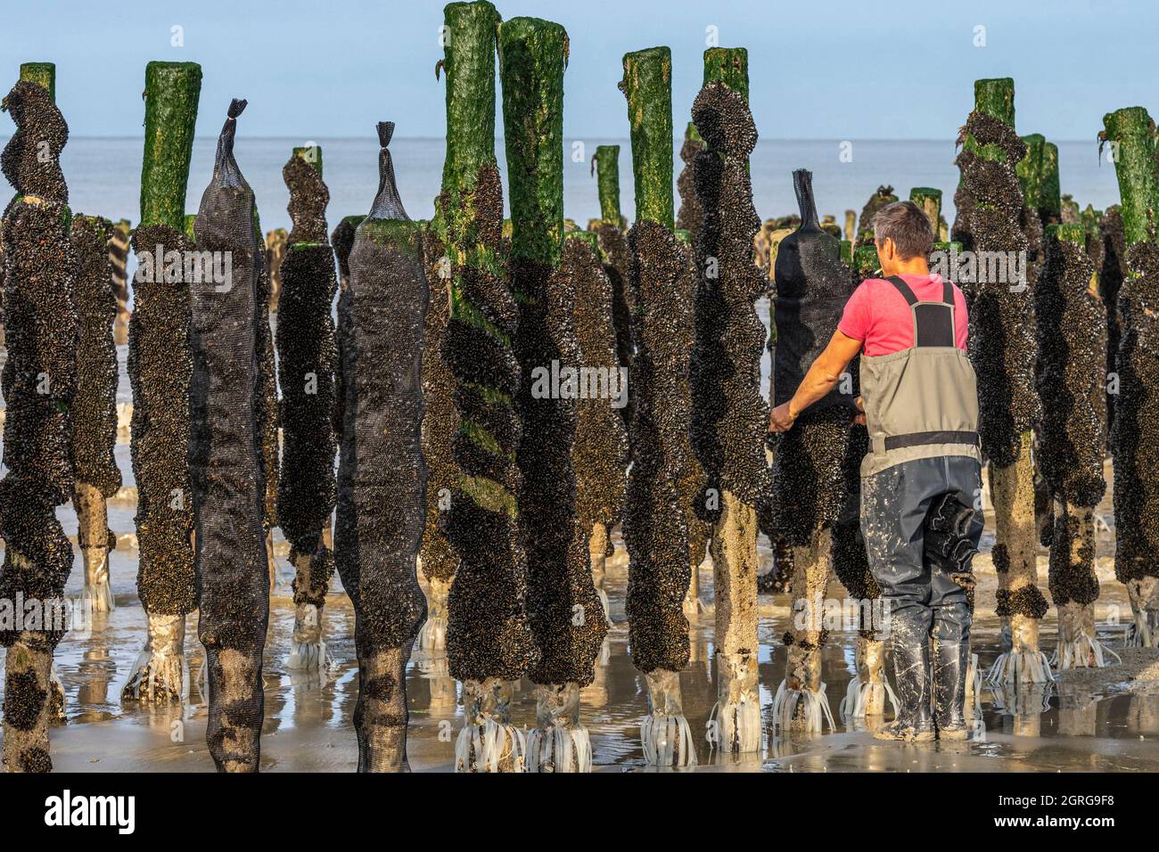 France, Somme (80), Baie de Somme, Quend-Plage, Mussel farmers harvest ...