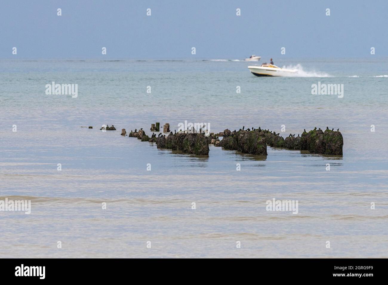 France, Somme (80), Baie de Somme, Quend-Plage, Mussel farmers harvest ...