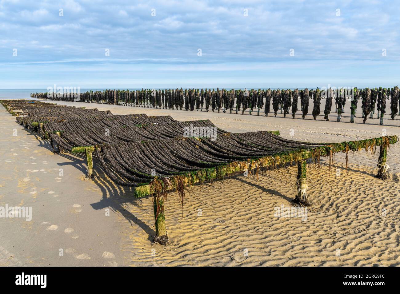 France, Somme (80), Baie de Somme, Quend-Plage, Mussel farmers harvest ...