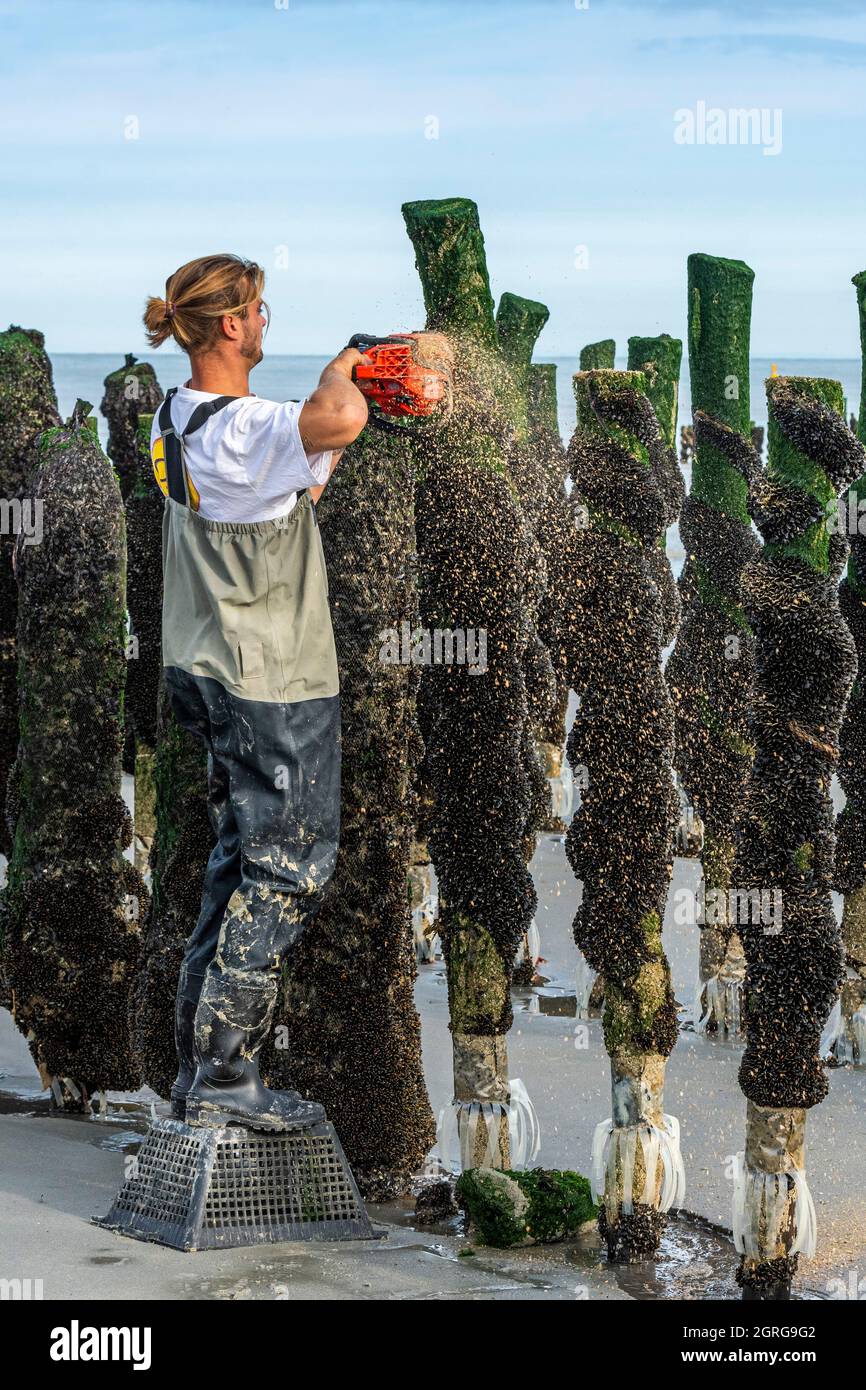 France, Somme (80), Baie de Somme, Quend-Plage, Mussel farmers harvest ...