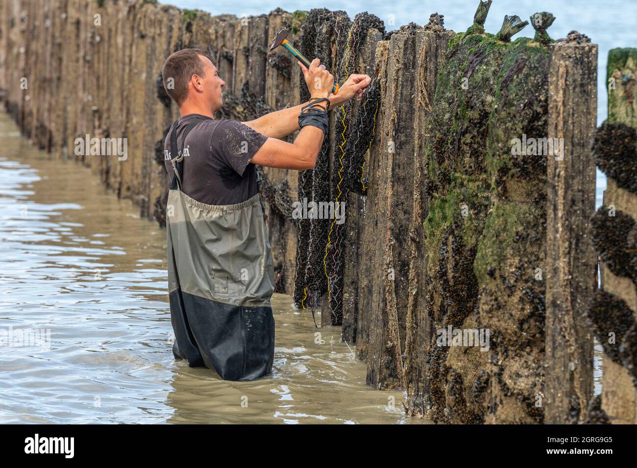 France, Somme (80), Baie de Somme, Quend-Plage, Mussel farmers harvest ...