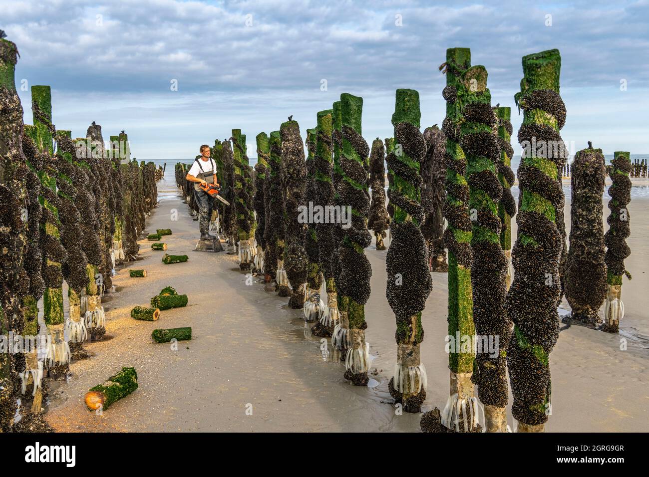 France, Somme (80), Baie de Somme, Quend-Plage, Mussel farmers harvest ...