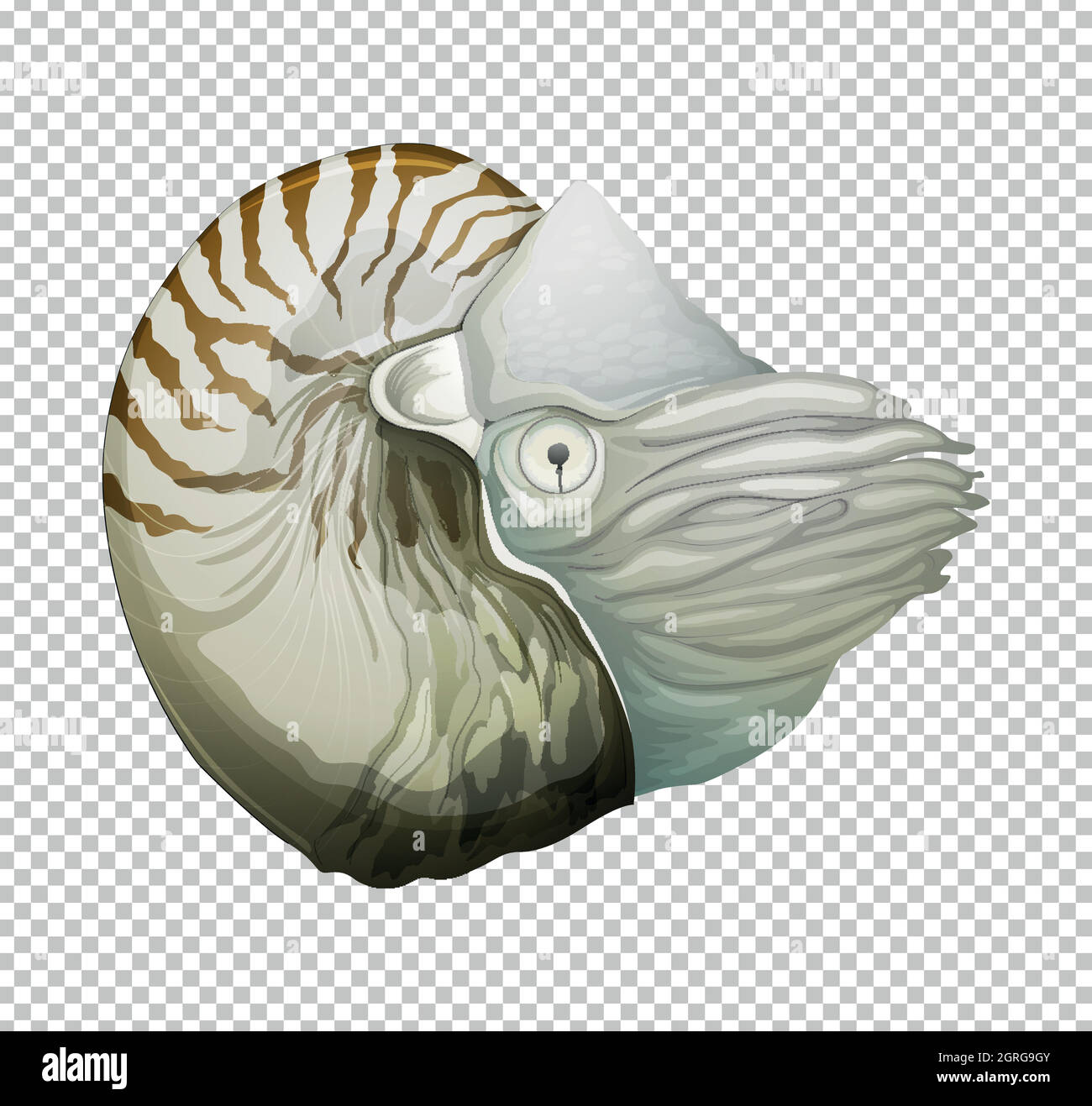 Sea nautilus on transparent background Stock Vector Image & Art - Alamy